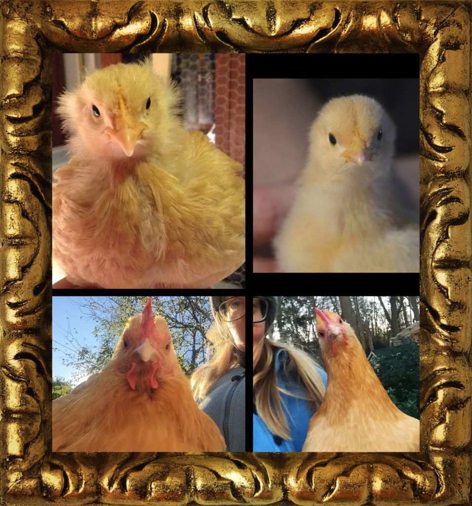 Episode 25: A Visit from my Golden Angel Chicken - From Anxiety To Love ...